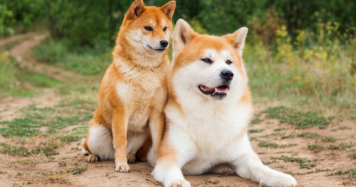 Essential Tips on Ways to Socialize Akita Dogs
