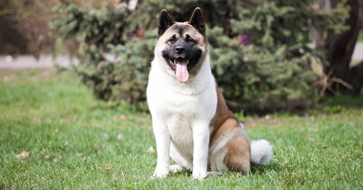 Are American Akitas Aggressive?